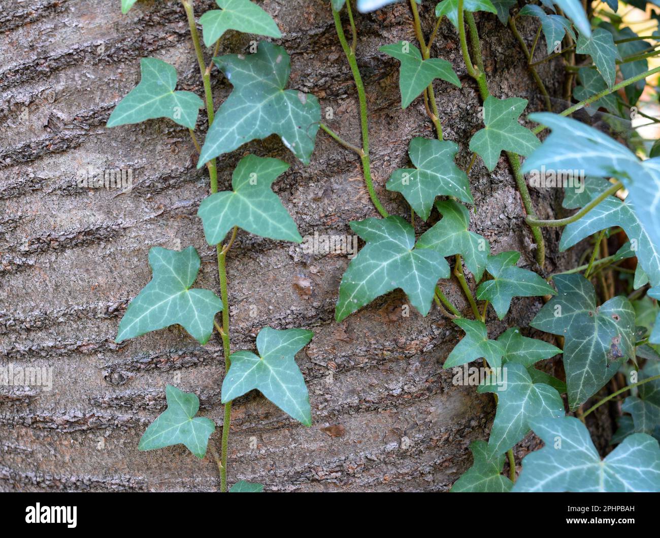 Ivy (Hedera helix) is a wild evergreen climbing plant that stretches ...