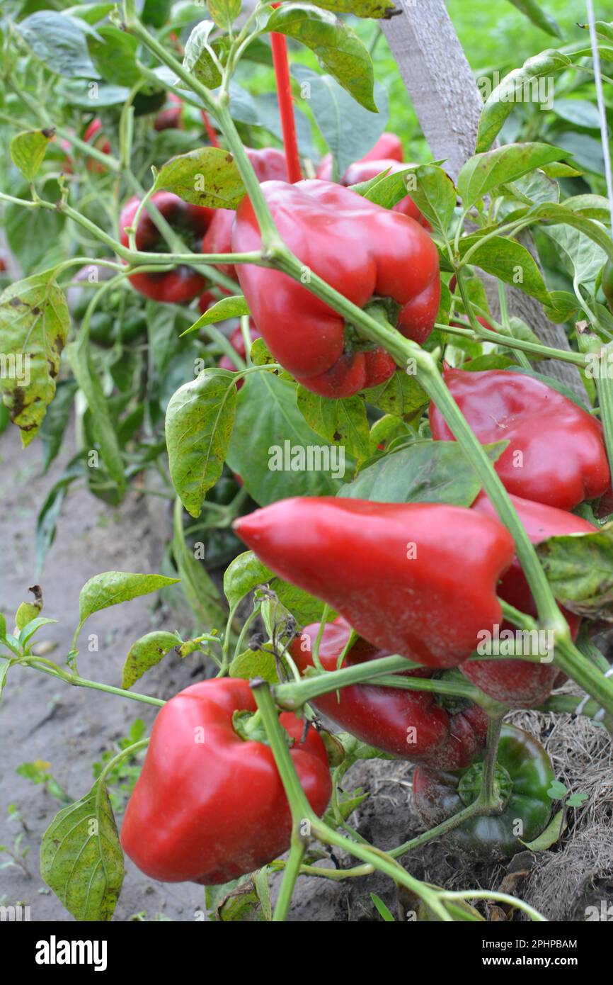 The red fruits of sweet pepper ripened on the bush Stock Photo - Alamy