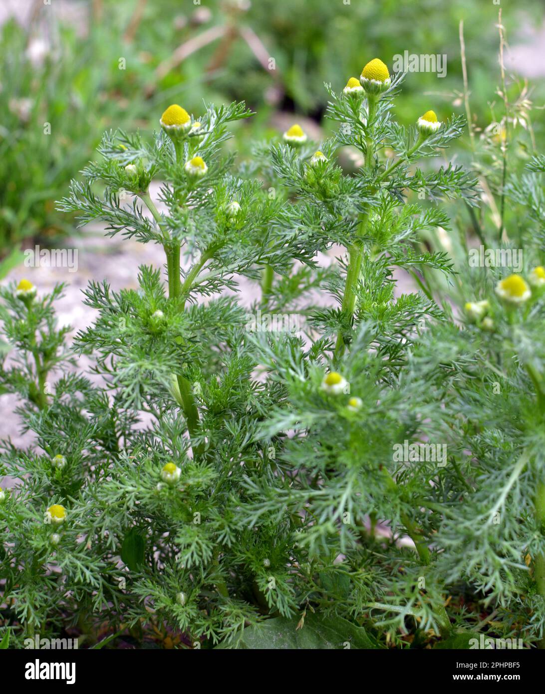 Fragrant chamomile (Matricaria discoidea) grows in the wild Stock Photo ...
