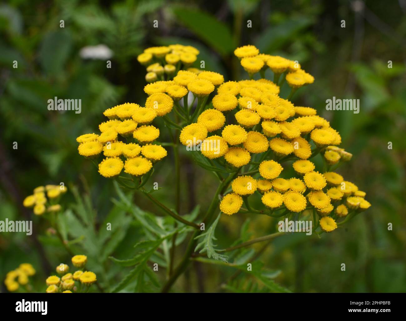 Plant with inflorescences hi-res stock photography and images - Alamy
