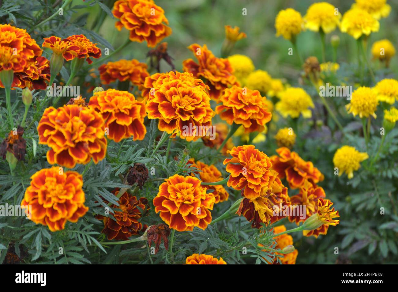 On the flowerbed bushes bloom marigold (tagetes) - annual plant from ...