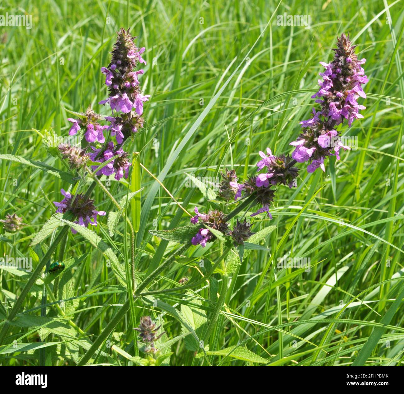 Stachys palustris grows among grasses in the wild Stock Photo - Alamy