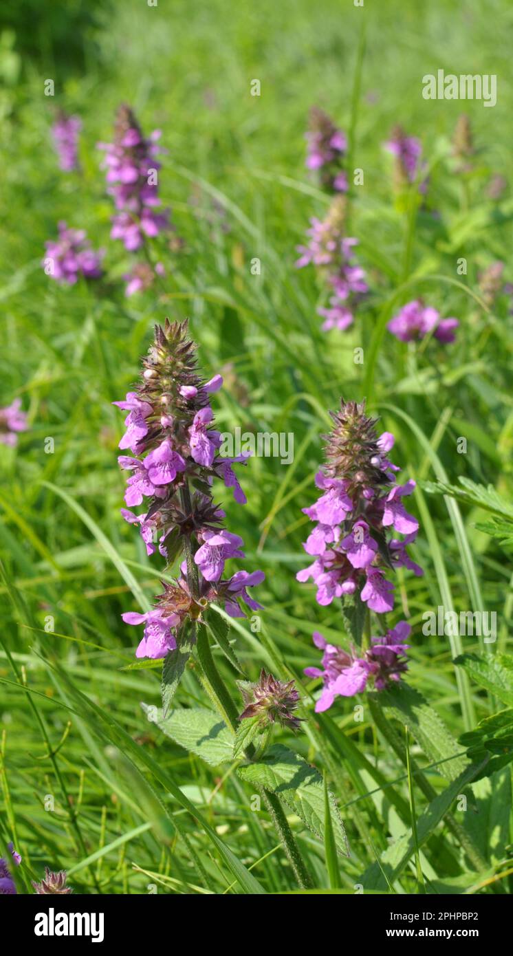 Stachys palustris grows among grasses in the wild Stock Photo - Alamy