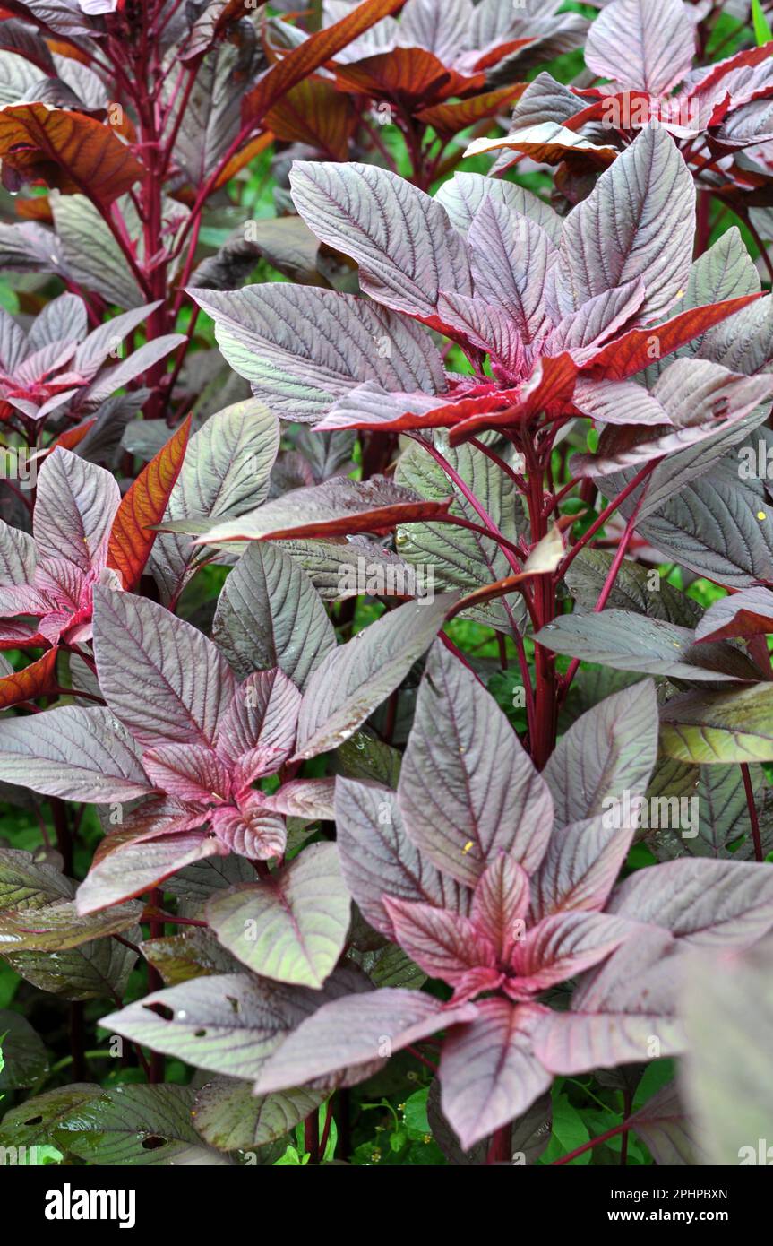 Purple grain amaranth hi-res stock photography and images - Alamy