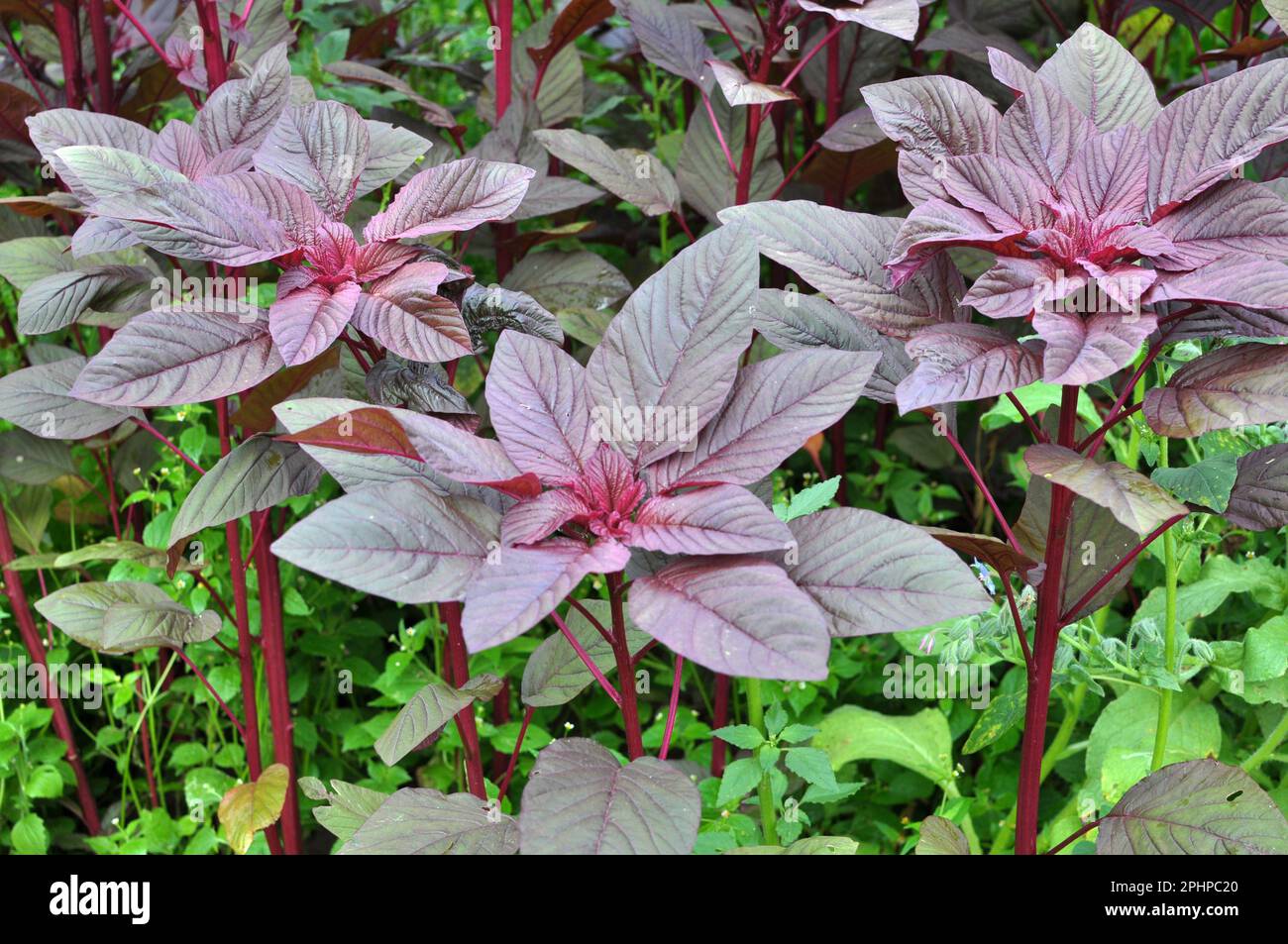 Purple grain amaranth hi-res stock photography and images - Alamy