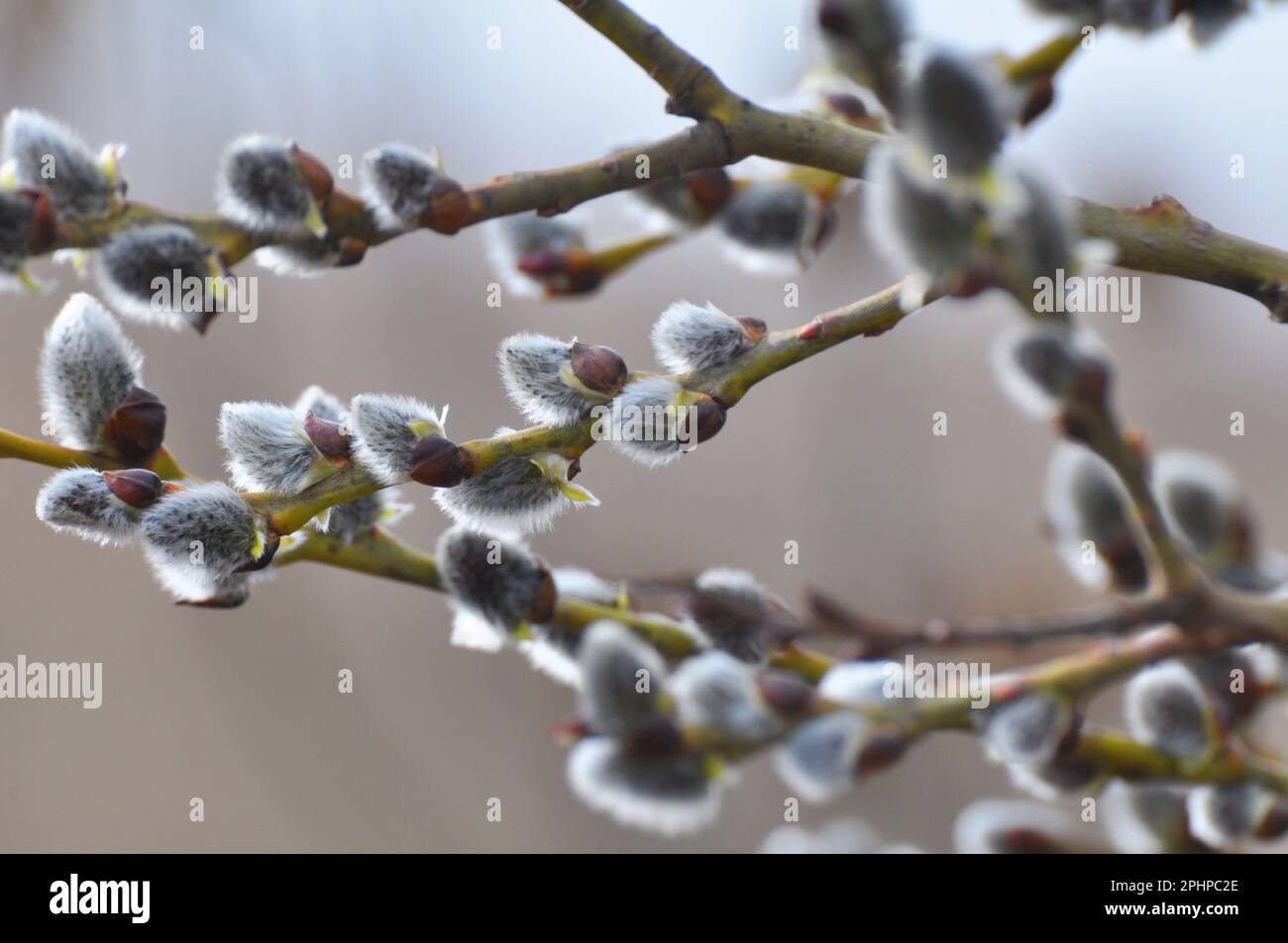 In spring, the willow (Salix caprea) branch blooms in nature Stock ...
