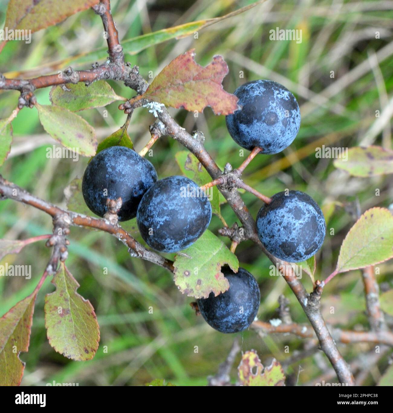 On the branch bush mature dark blue berries blackthorn Stock Photo - Alamy