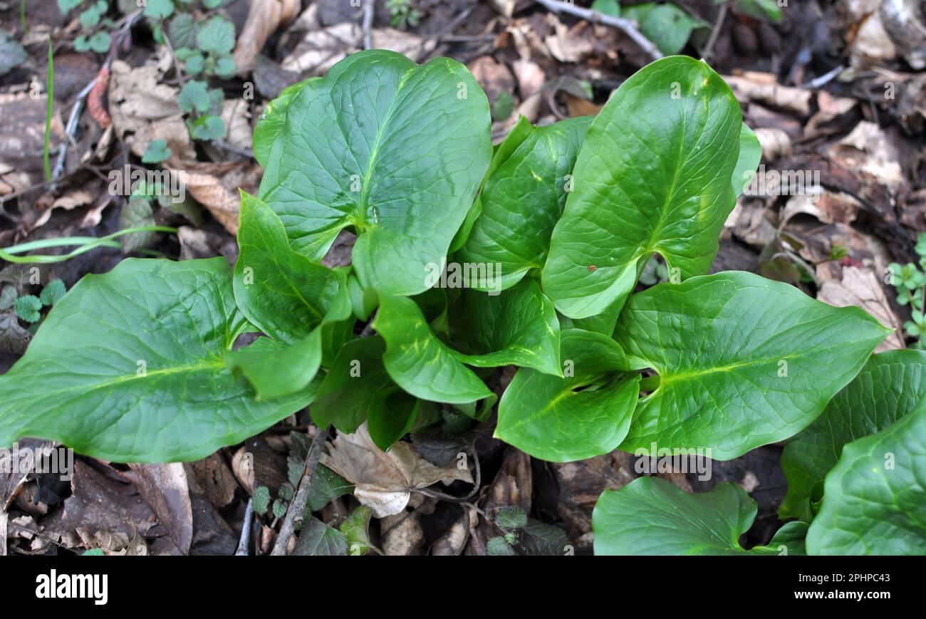 Arum (Arum besserianum) grows in the forest in early spring Stock Photo ...