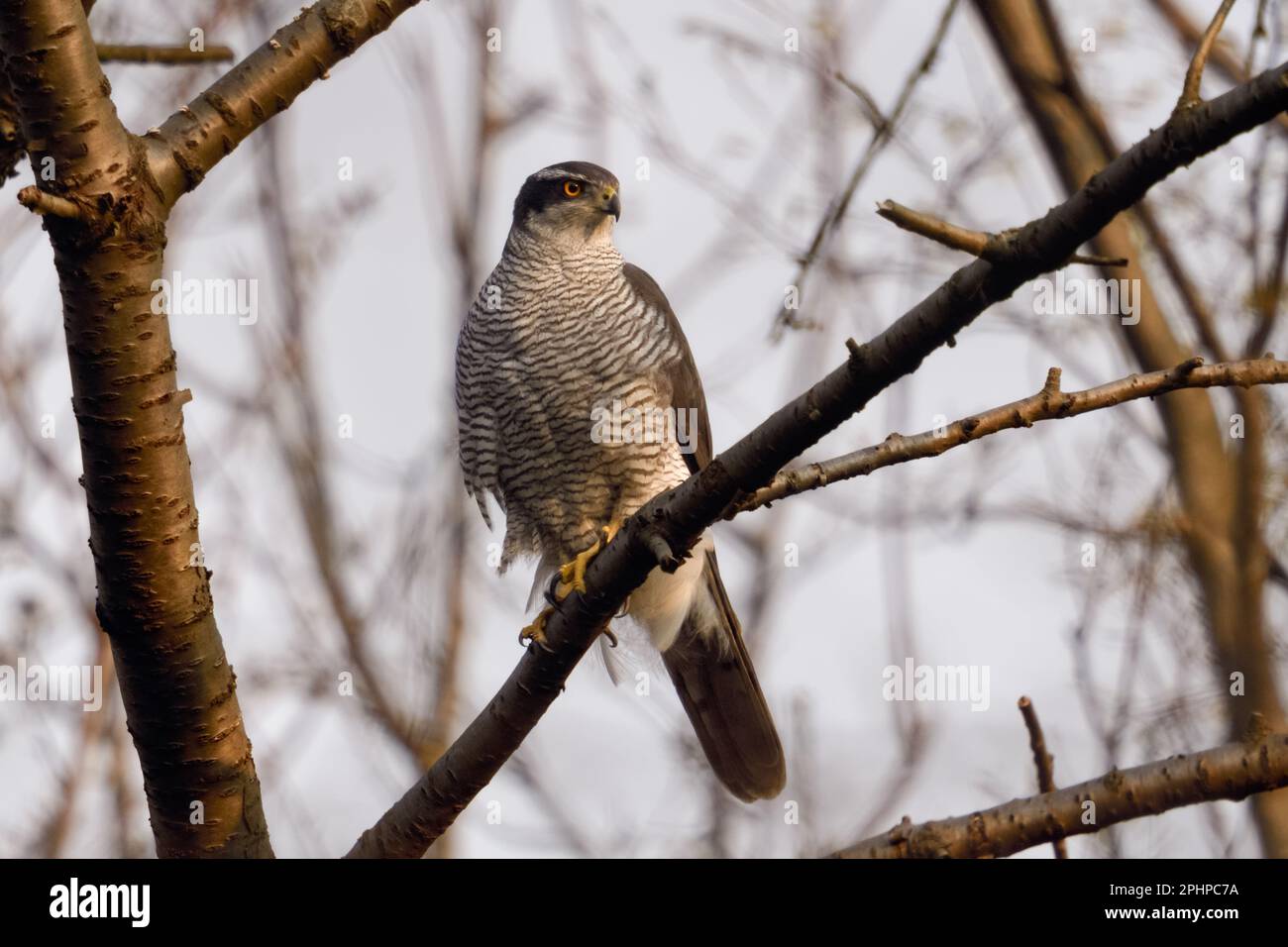 secretive hunter... Goshawk ( Accipiter gentilis ), male Goshawk ...