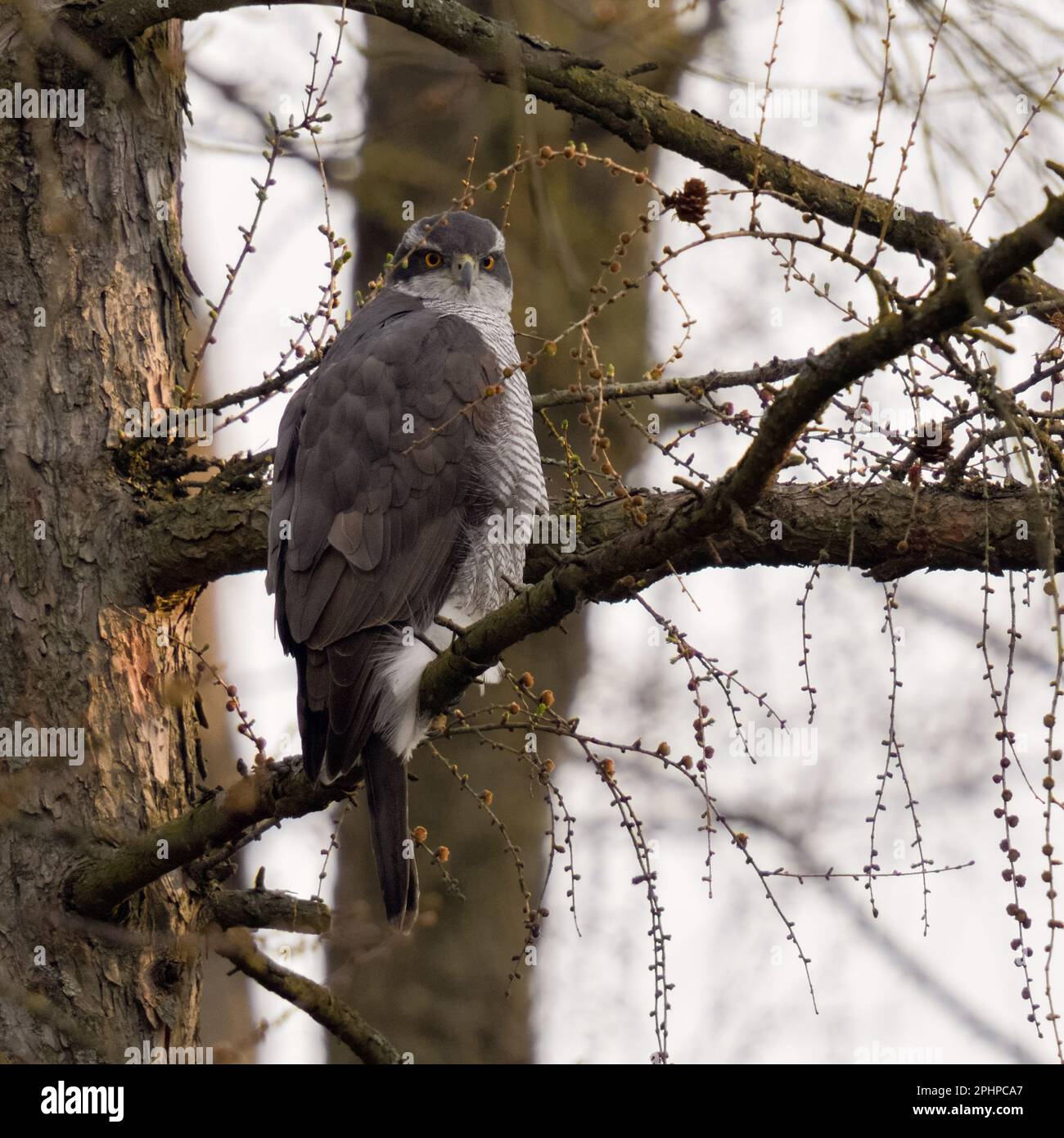 Eye contact... Northern Goshawk ( Accipiter gentilis ), male Goshawk ...