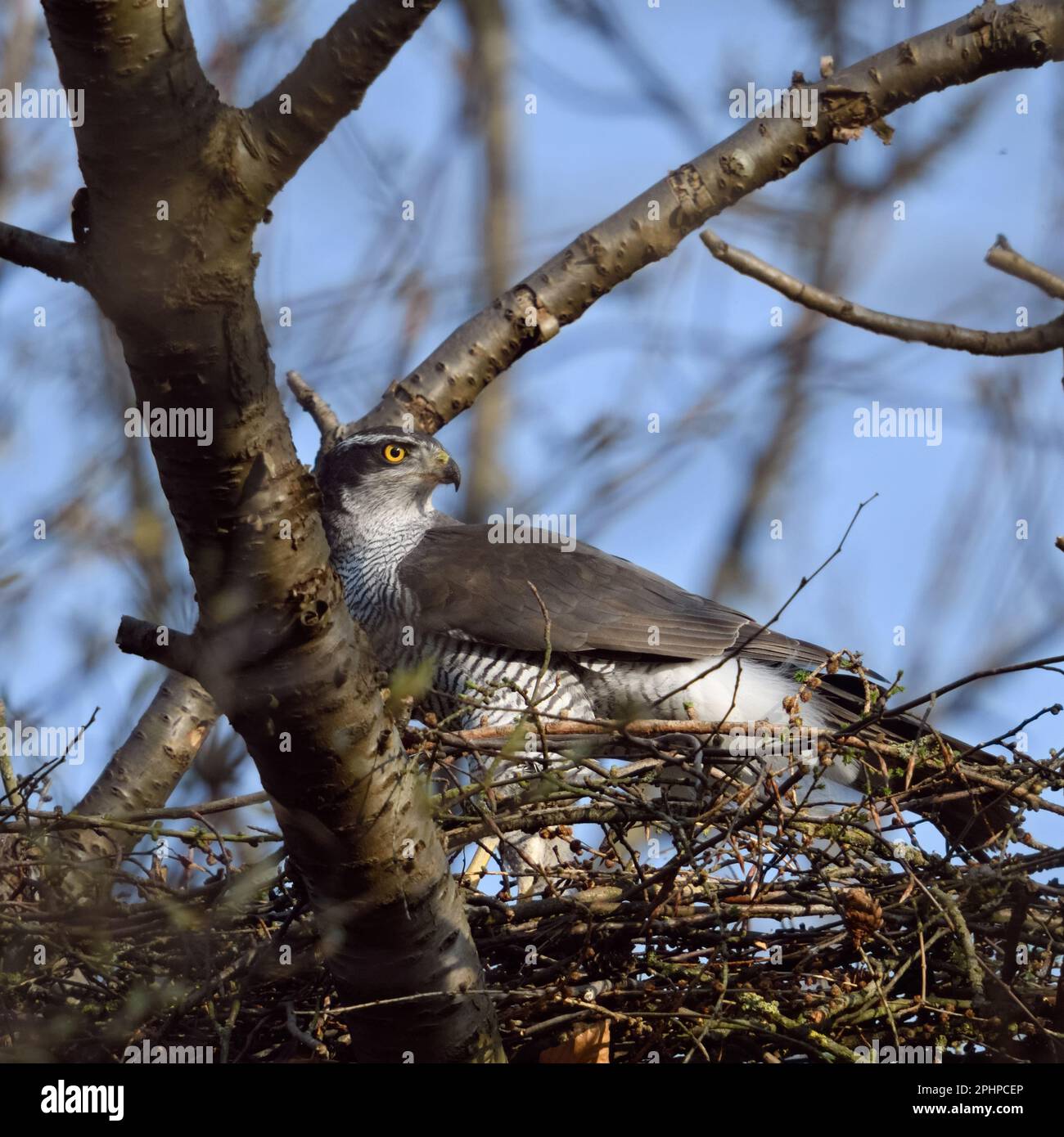 Tree nesting... Goshawk ( Accipiter gentilis ) on its nest in a wild ...