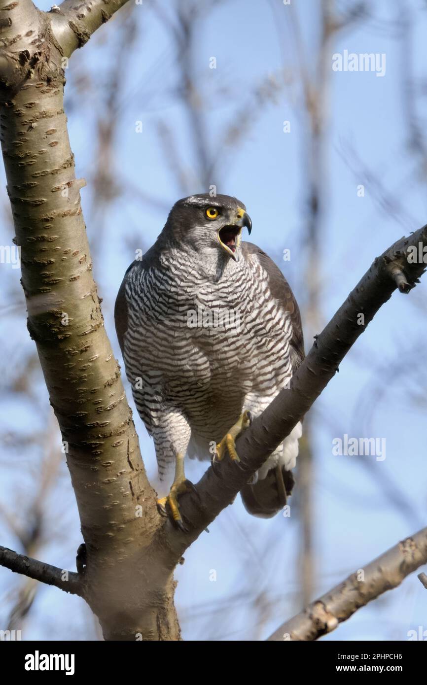 energetic... Goshawk ( Accipiter gentilis ), female goshawk calls ...