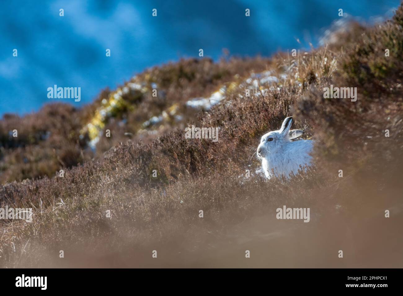 Mountain hare (Lepus timidus Stock Photo - Alamy