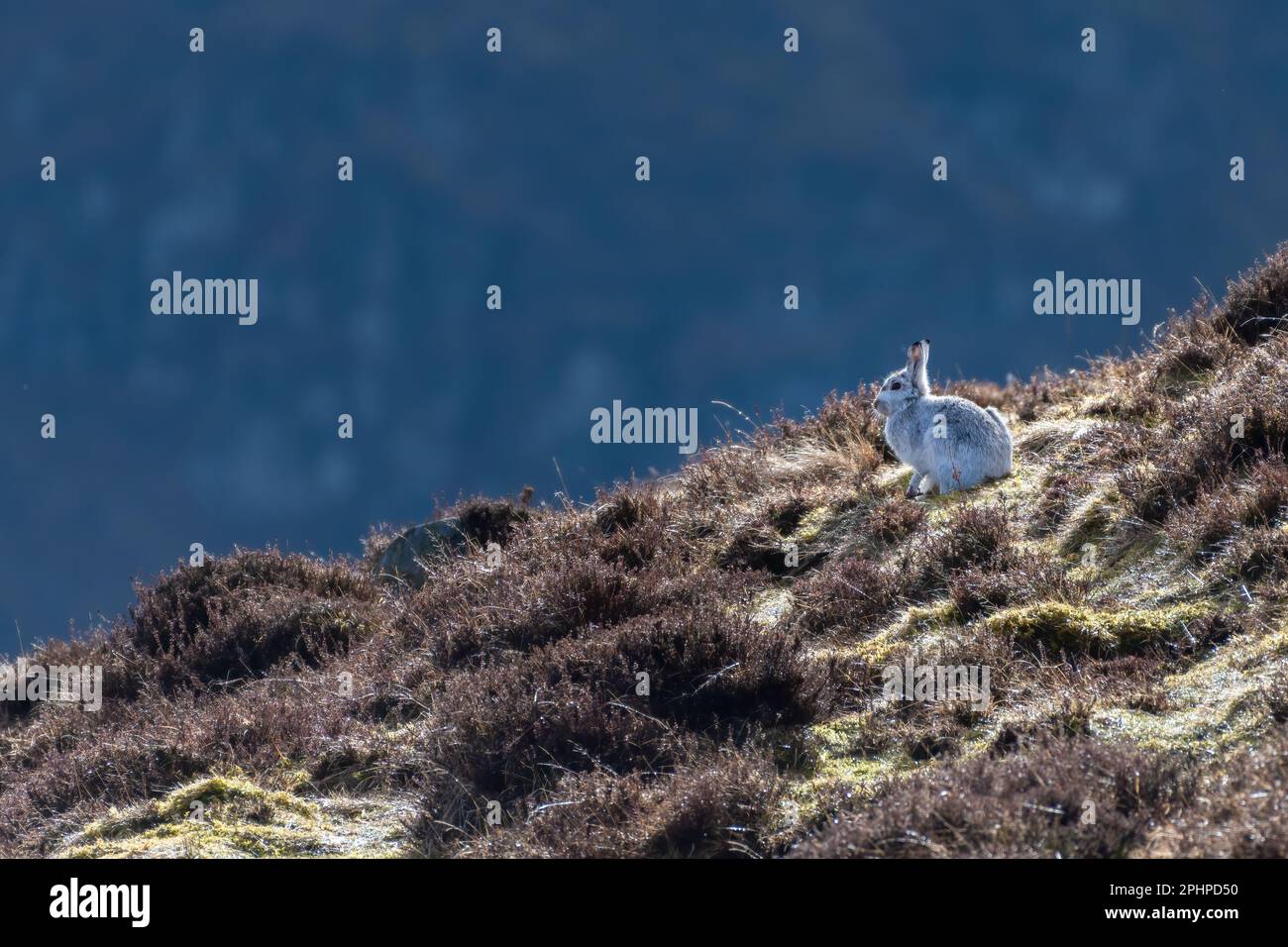 Mountain hare (Lepus timidus Stock Photo - Alamy