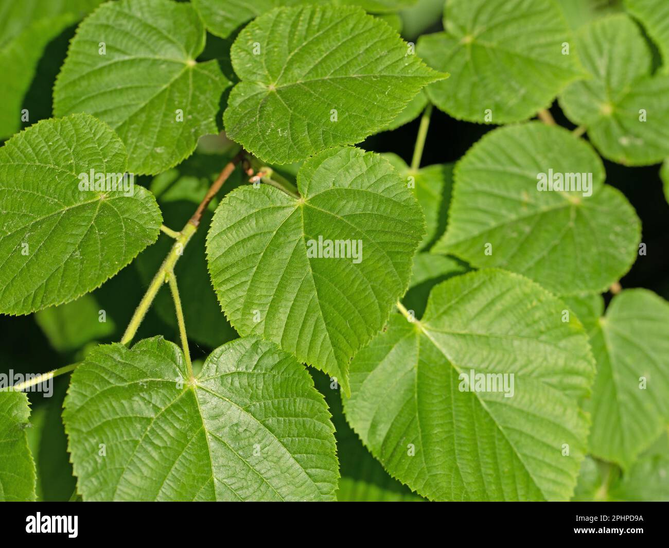 Young lime tree hi-res stock photography and images - Alamy