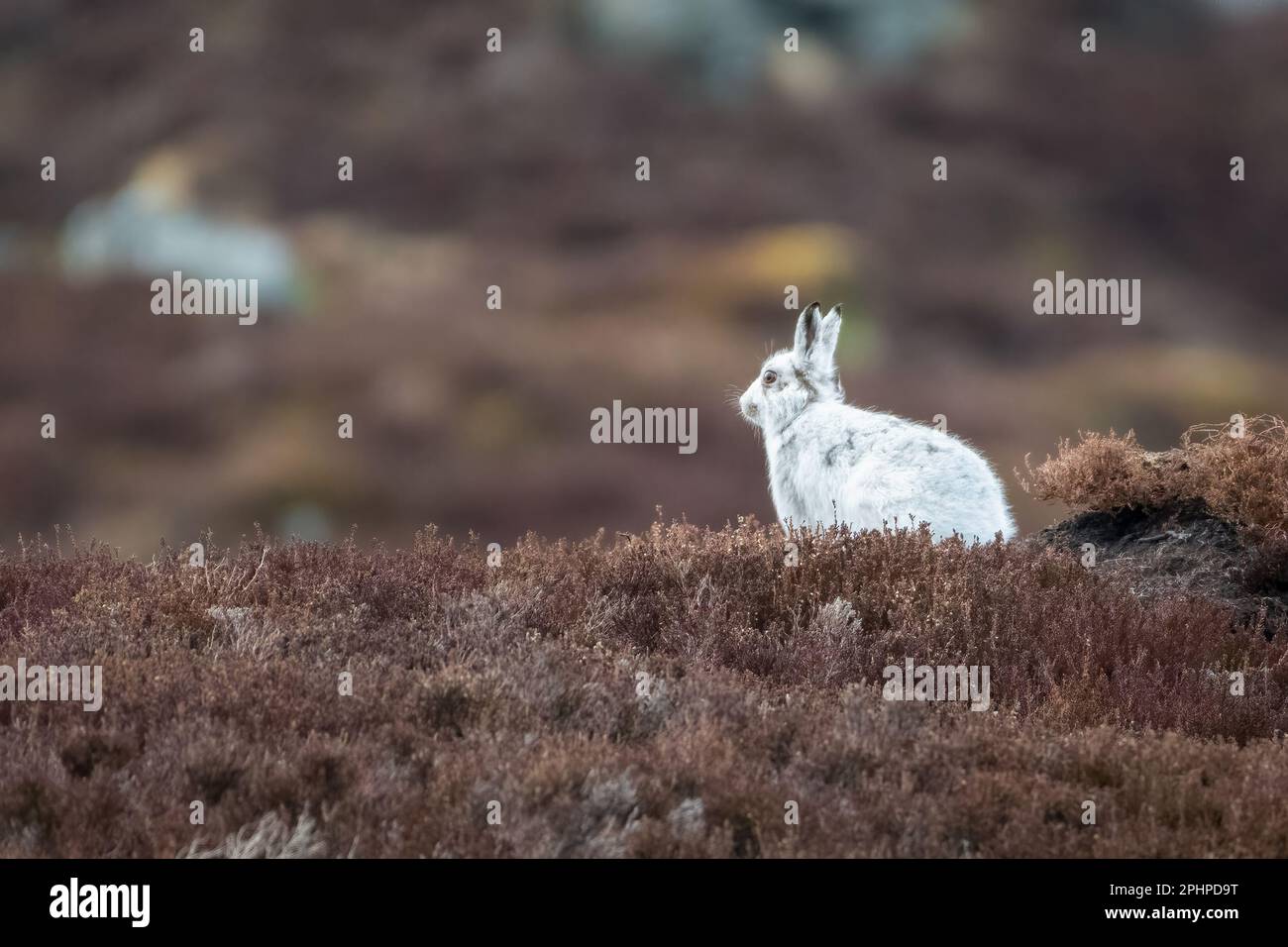 Mountain hare (Lepus timidus Stock Photo - Alamy