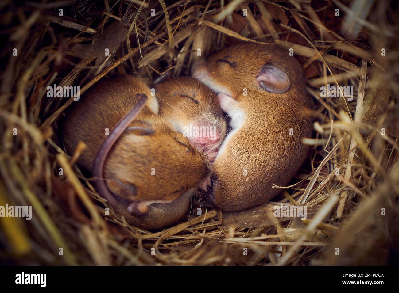Baby mice sleeping in nest in funny position (Mus musculus Stock Photo ...