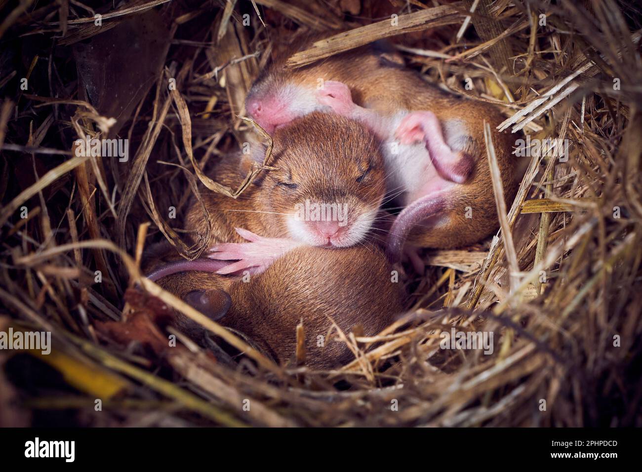 Baby mice sleeping in nest in funny position (Mus musculus Stock Photo ...