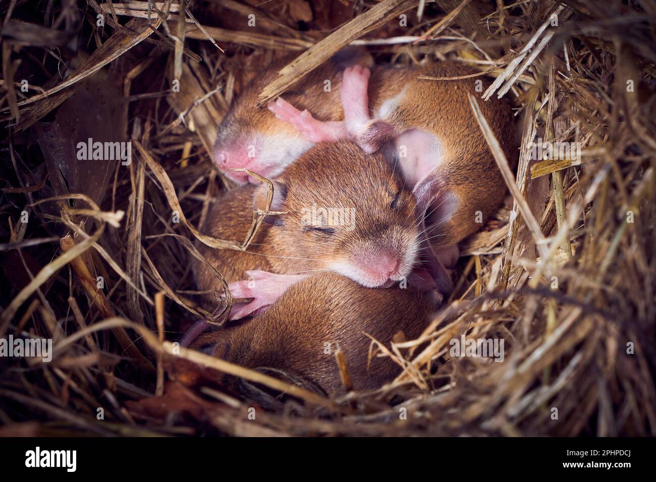 Baby mice sleeping in nest in funny position (Mus musculus Stock Photo ...