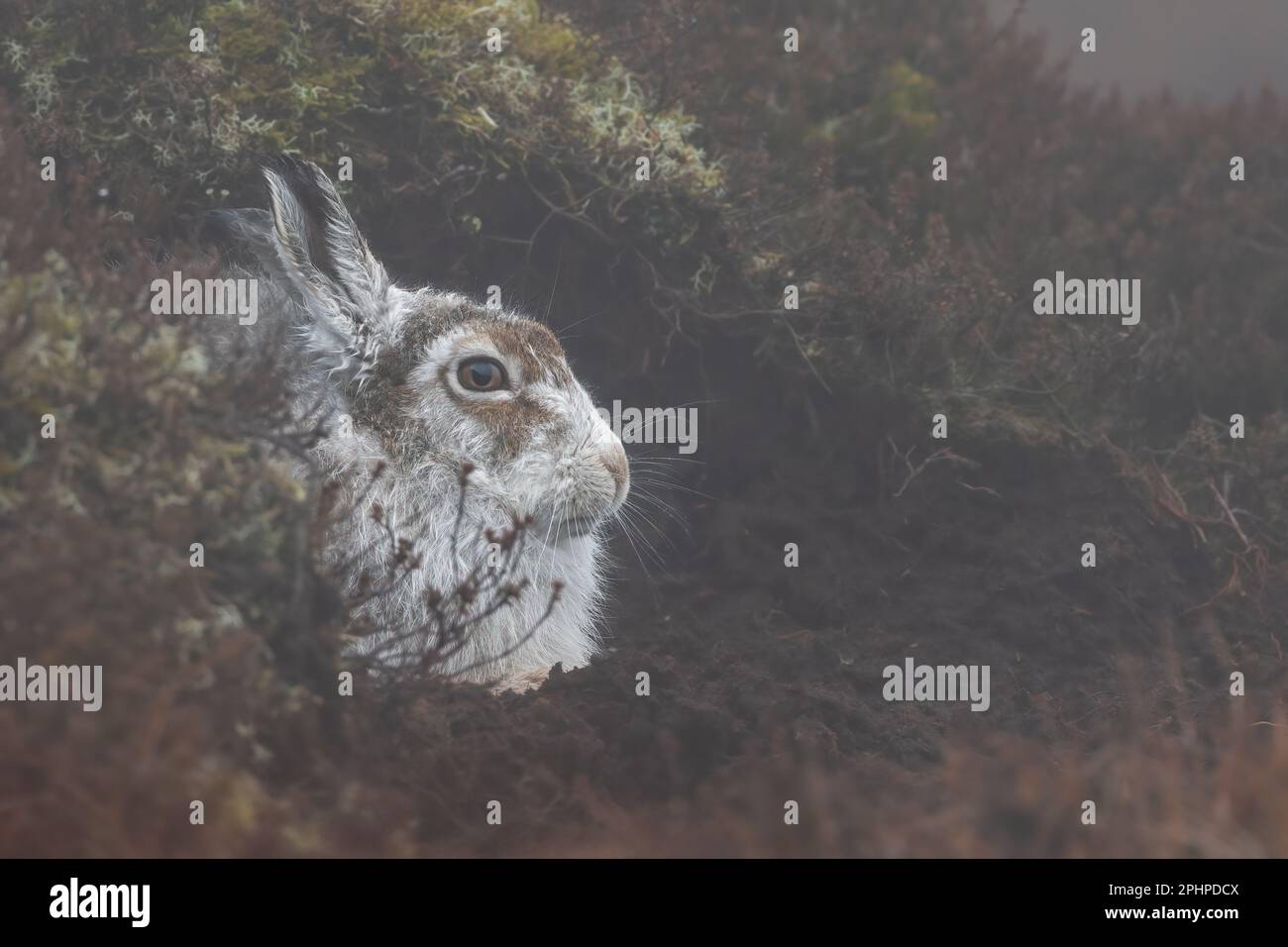 Mountain hare (Lepus timidus Stock Photo - Alamy