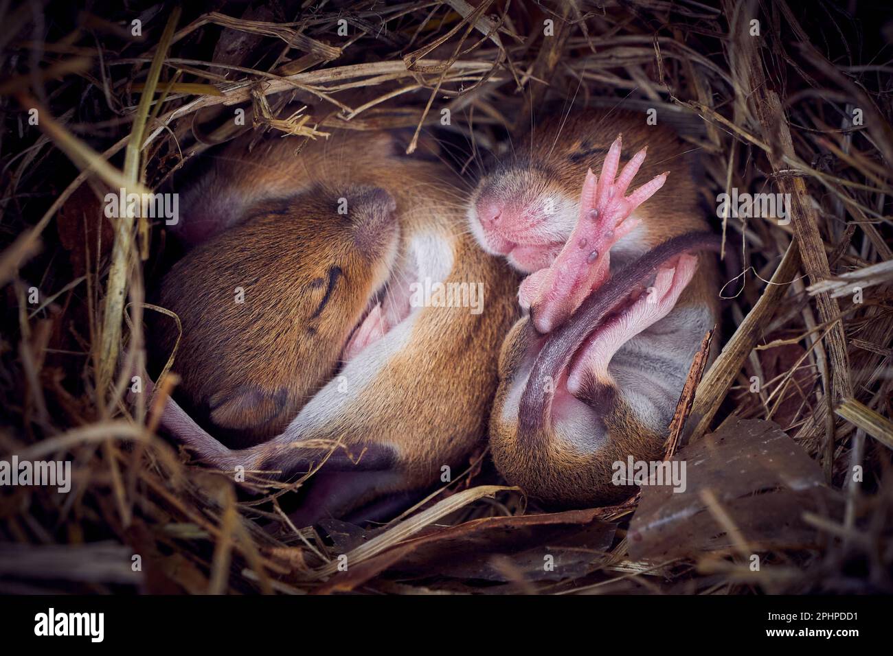 Baby mice sleeping in nest in funny position (Mus musculus Stock Photo ...