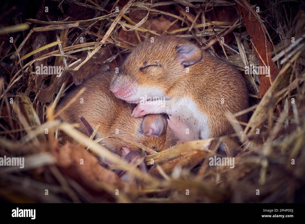 Baby mice sleeping in nest in funny position (Mus musculus Stock Photo ...
