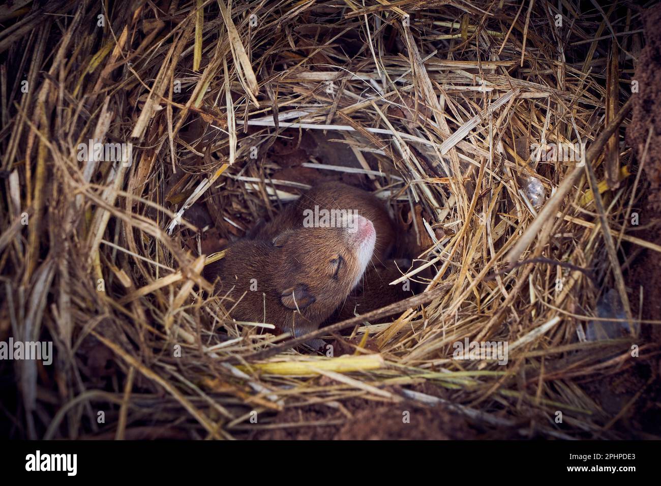 Baby mice sleeping in nest in funny position (Mus musculus Stock Photo ...