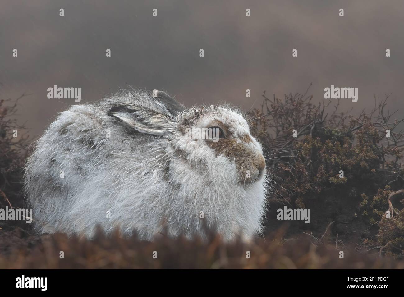 Mountain hare (Lepus timidus Stock Photo - Alamy