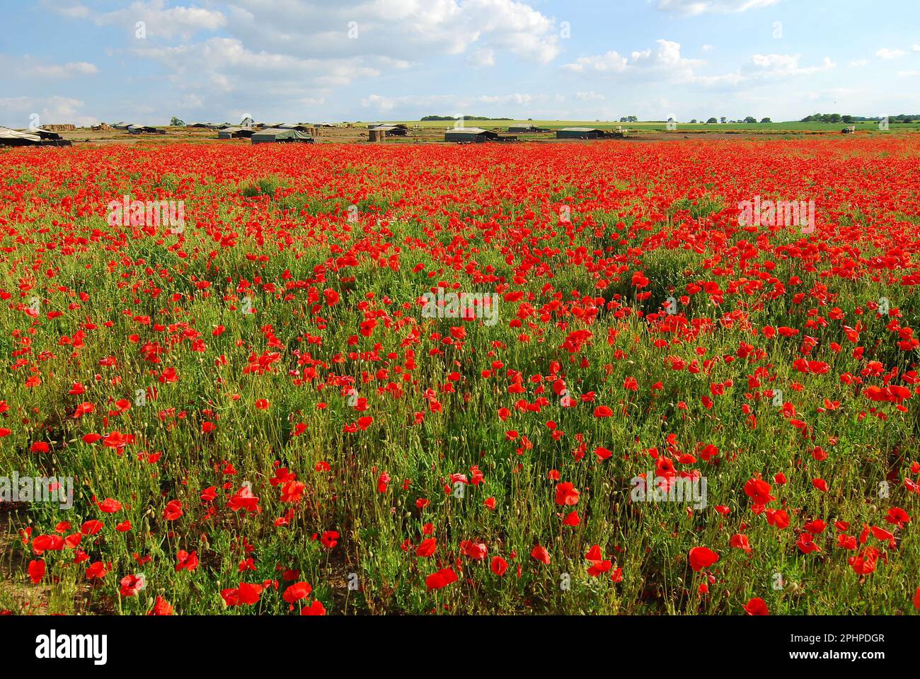 Poppy fields hi-res stock photography and images - Alamy