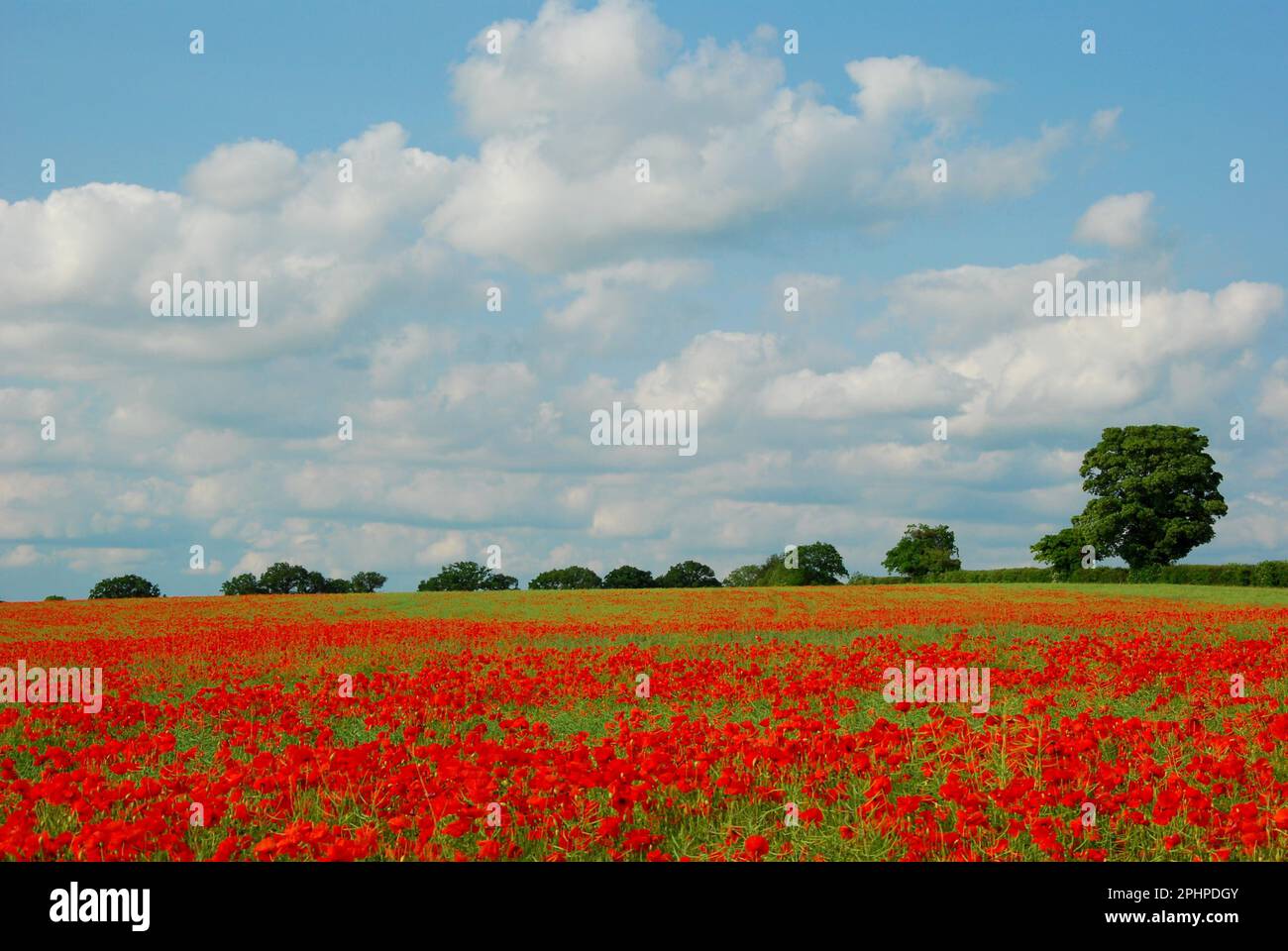 Poppy fields war hi-res stock photography and images - Alamy
