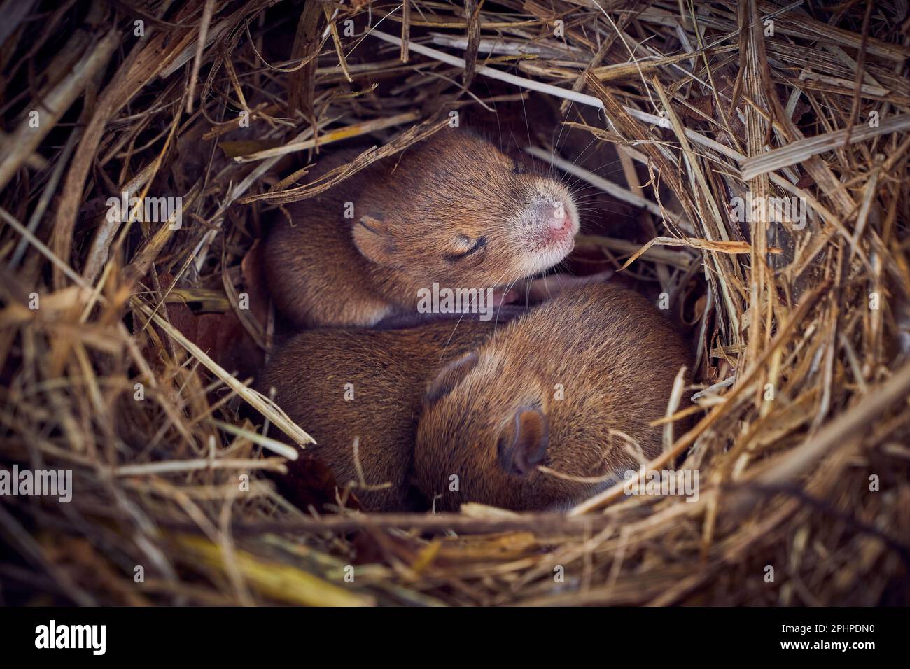 Baby mice sleeping in nest in funny position (Mus musculus Stock Photo ...