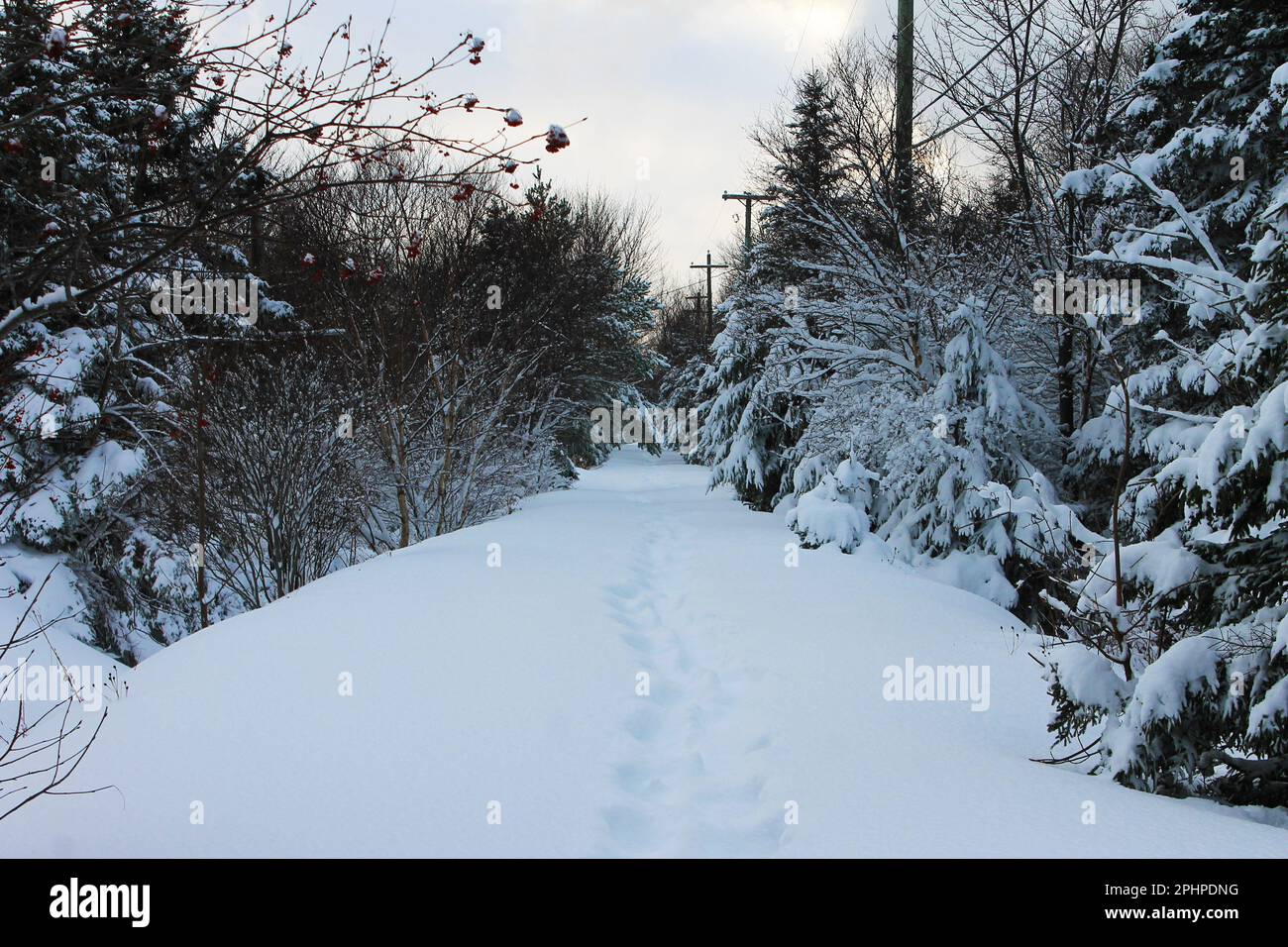 A snowcovered walking trail lined with trees covered in a fresh layer ...