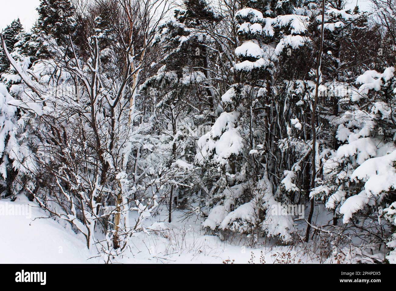 A forest of evergreen trees cover in a heavy layer of new fallen snow ...