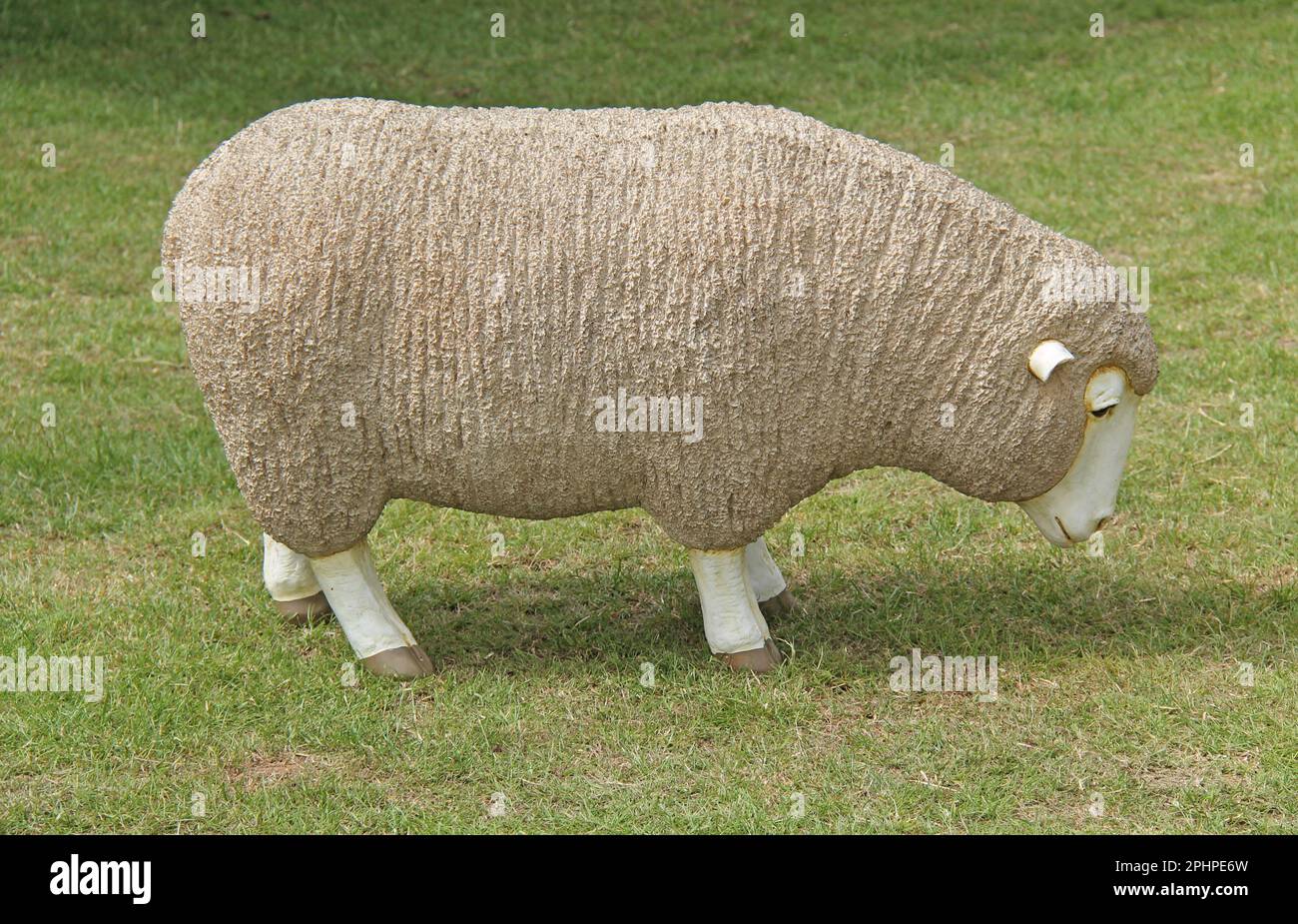 A Full Size Model of an Adult Sheep Ewe Stock Photo - Alamy