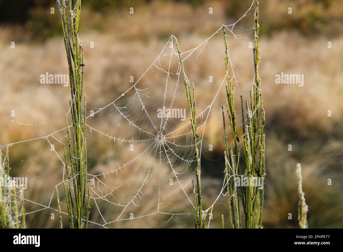 A Rural Spider's Cobweb Between the Stems of a Plant Stock Photo - Alamy