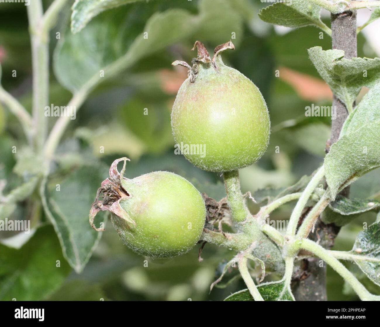 Young apples growing on tree hi-res stock photography and images - Alamy