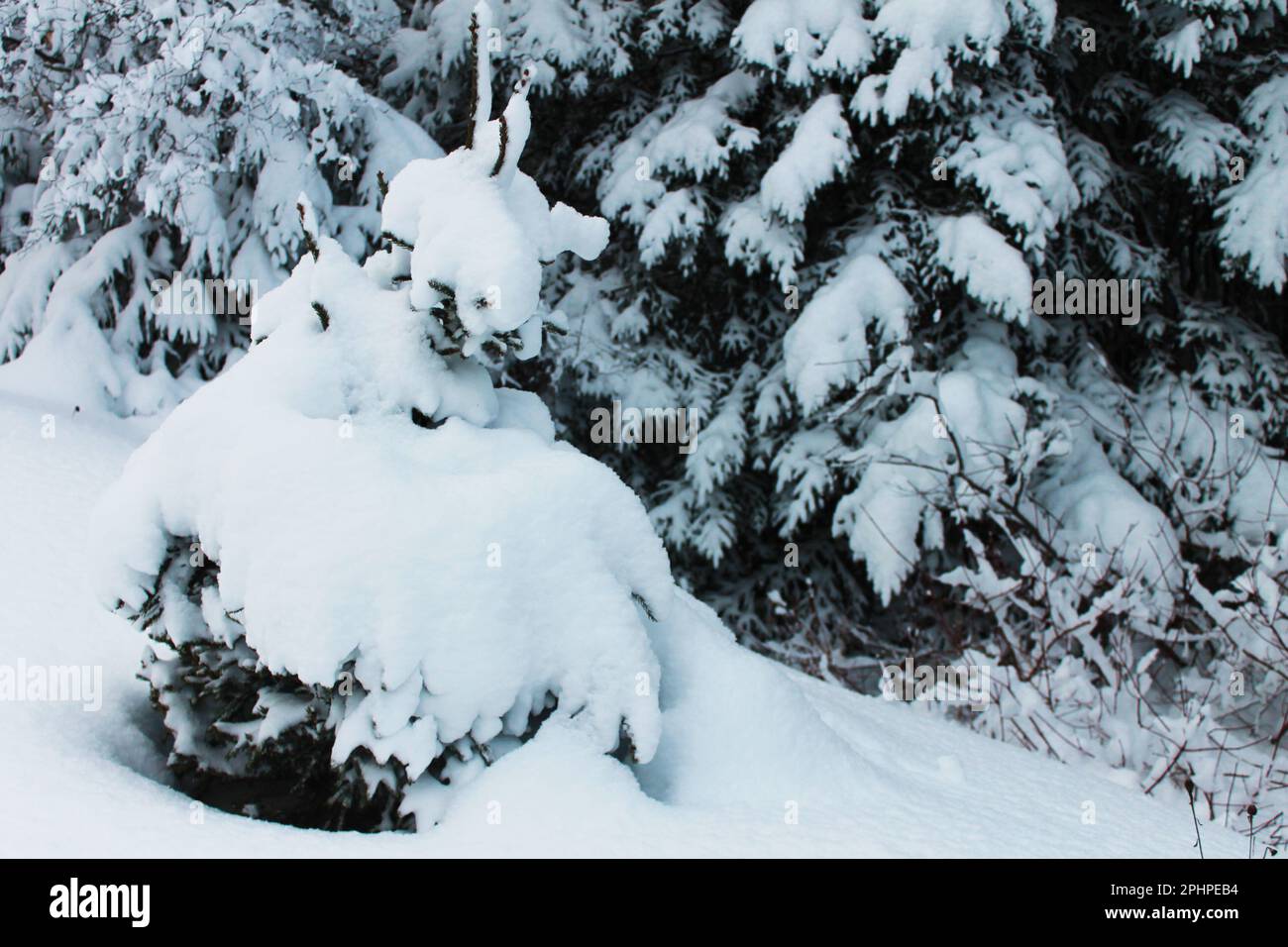 A forest of evergreen trees cover in a heavy layer of new fallen snow ...