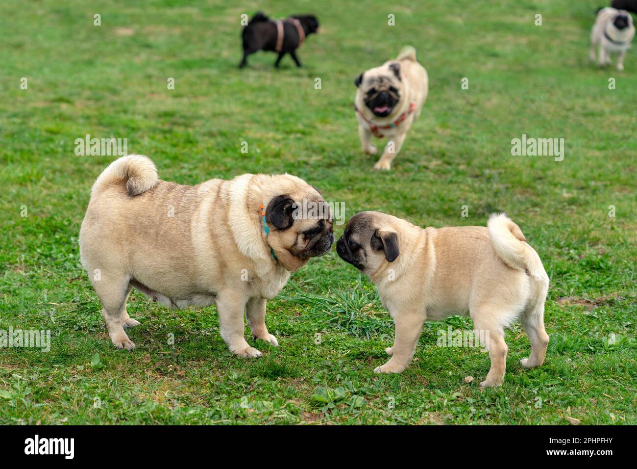 Puppies Playing Together Outside