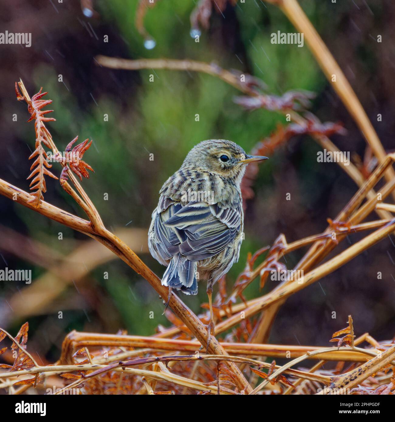 Meadow Pipit (Anthus pratensis) in the rain Stock Photo - Alamy