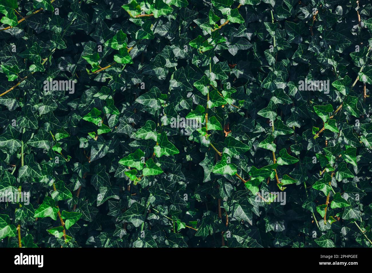 Green leaves pattern background. Natural background and wallpaper ...