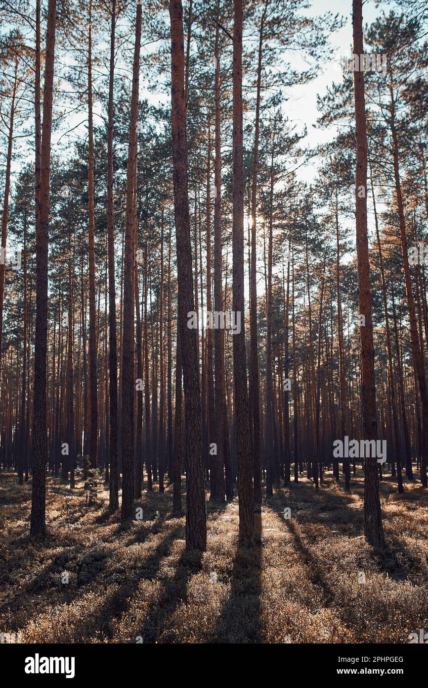 Tall trees lit hi-res stock photography and images - Alamy