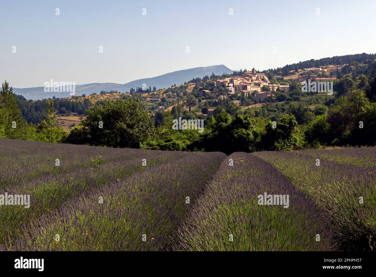 Lavender field. View of the village at the foot of Mont Ventoux, Albion ...
