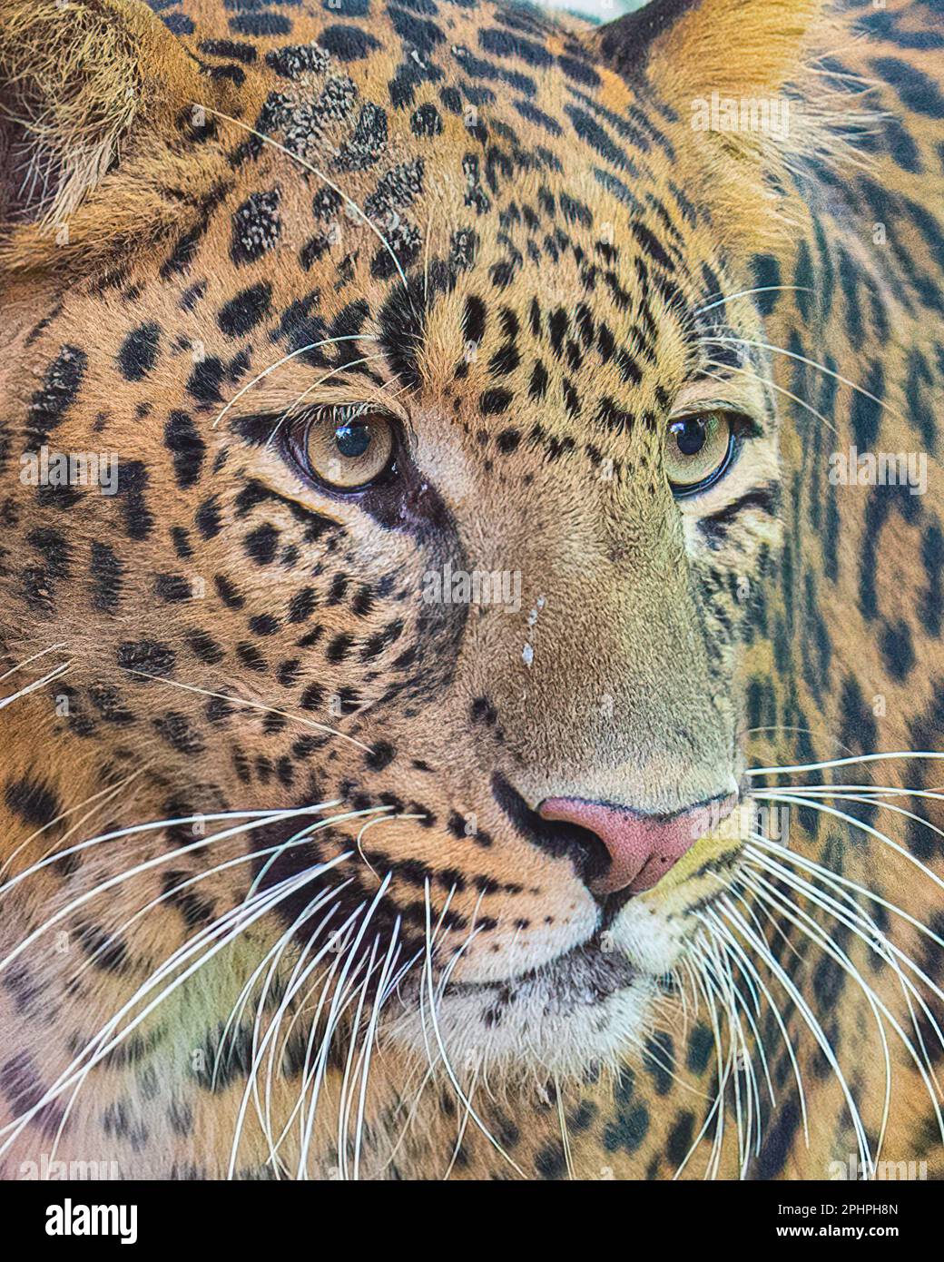 Real leopard skin hi-res stock photography and images - Alamy