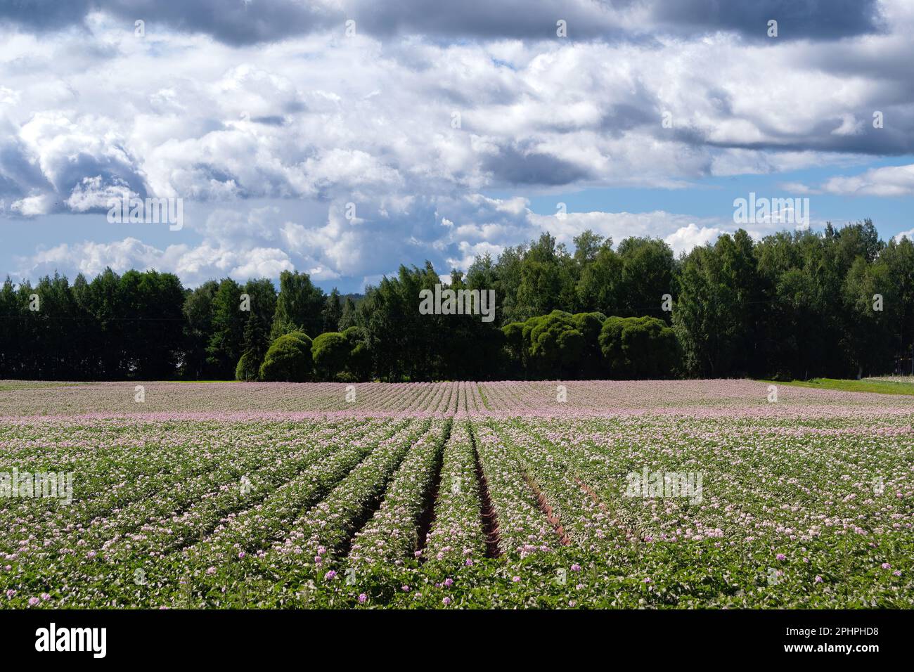 A potato field under a cloudy blue sky. A field full of pink flowers ...