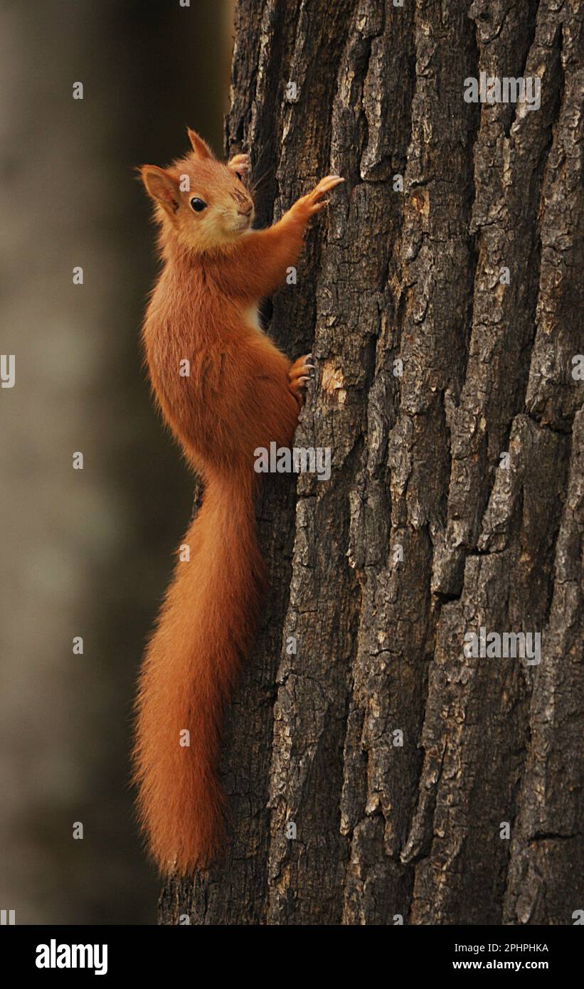 Red squirrel climbing hi-res stock photography and images - Alamy