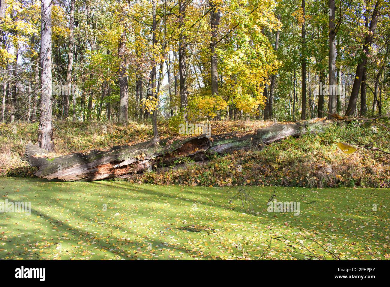Brook bank hi-res stock photography and images - Alamy