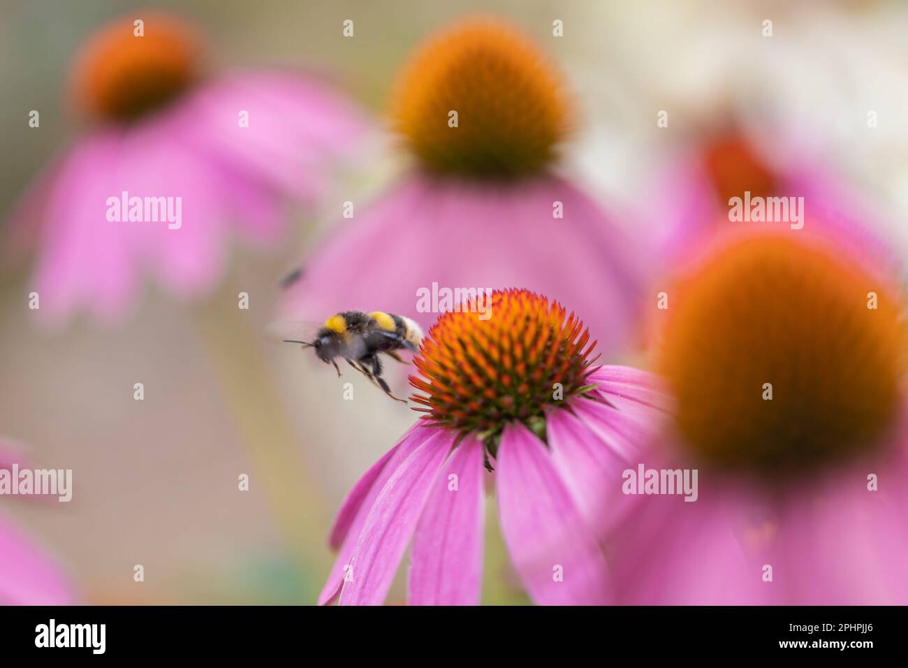 A bumblebee (bombus) flying away from a coneflower (echinacea) with ...