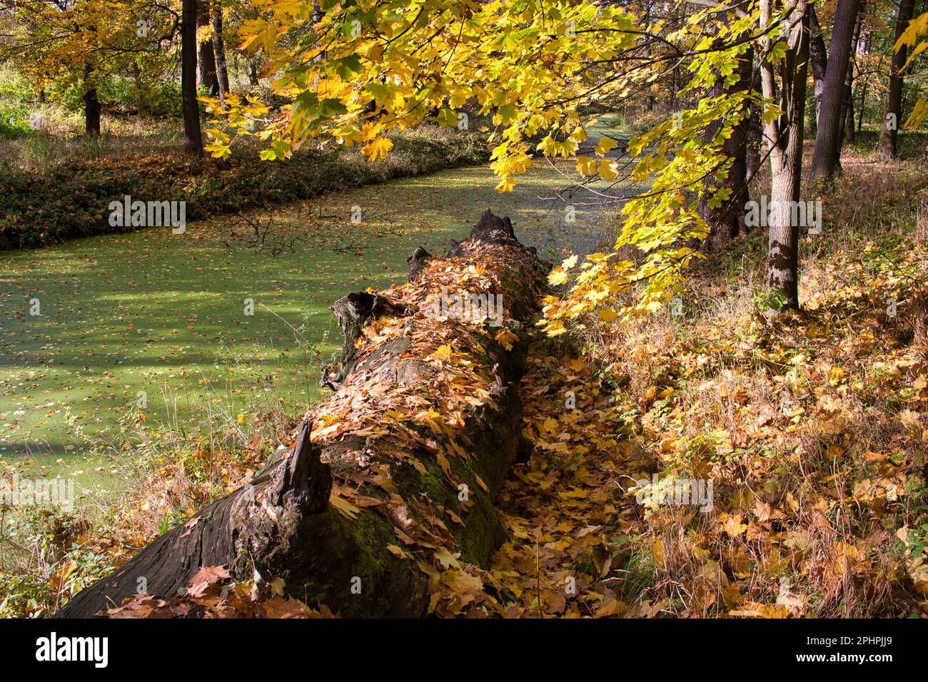Fallen tree on a brook bank. Veltrusy. Czech Republic Stock Photo - Alamy