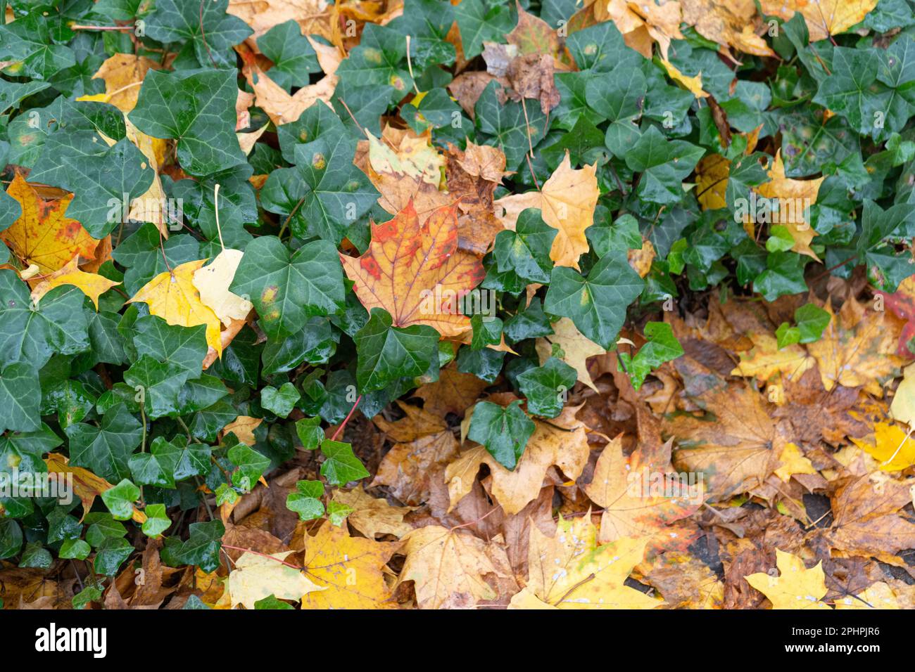 Autumn Sidewalk Texture Background, Yellow Fallen Leaves on Old Pathway ...