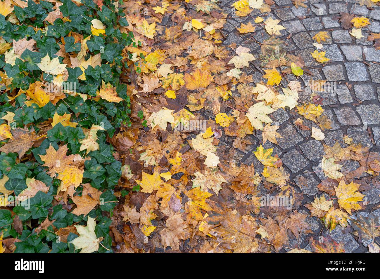 Autumn Sidewalk Texture Background, Yellow Fallen Leaves on Old Pathway ...